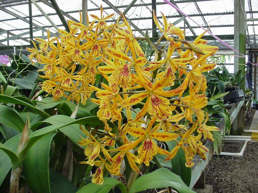 Plug Trays Archives - Carmela Orchids Inc