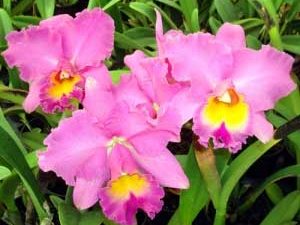 Cattleya Hybrids(Crosses) Archives - Carmela Orchids Inc