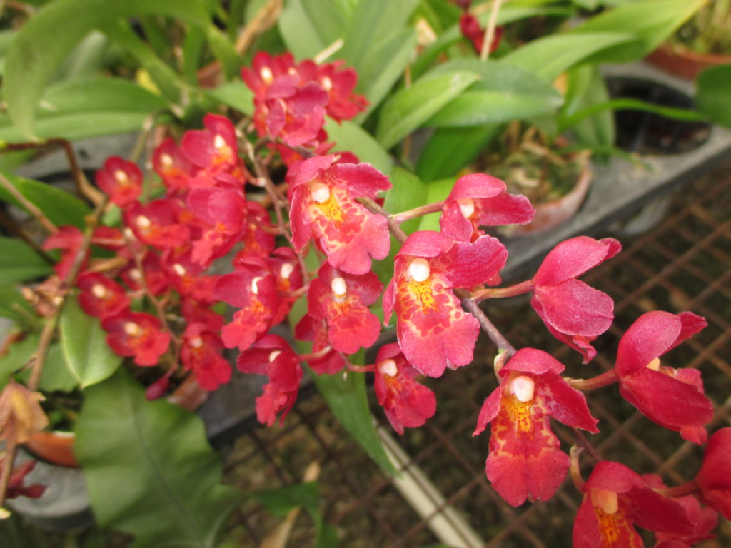 Carmela Orchids - Come and enjoy our orchids