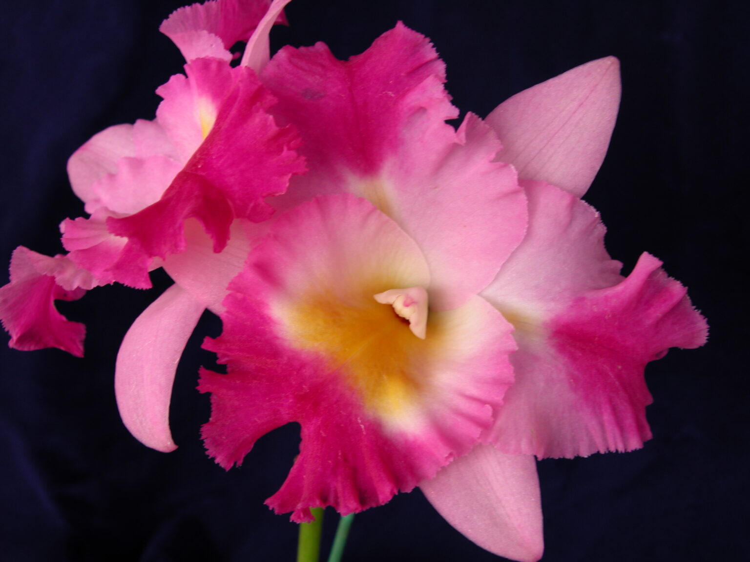 Carmela Orchids - Come and enjoy our orchids